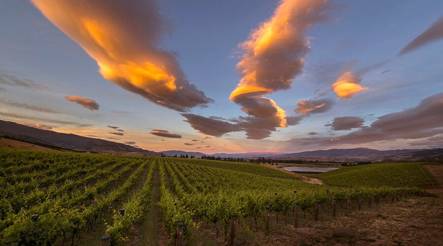 Chard Farm | Buy Online | Fast Free Delivery